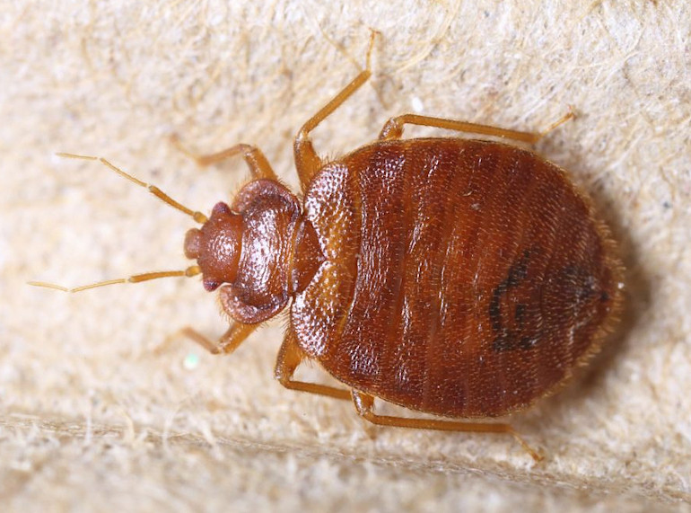 Uši i stjenice - Podravske širine